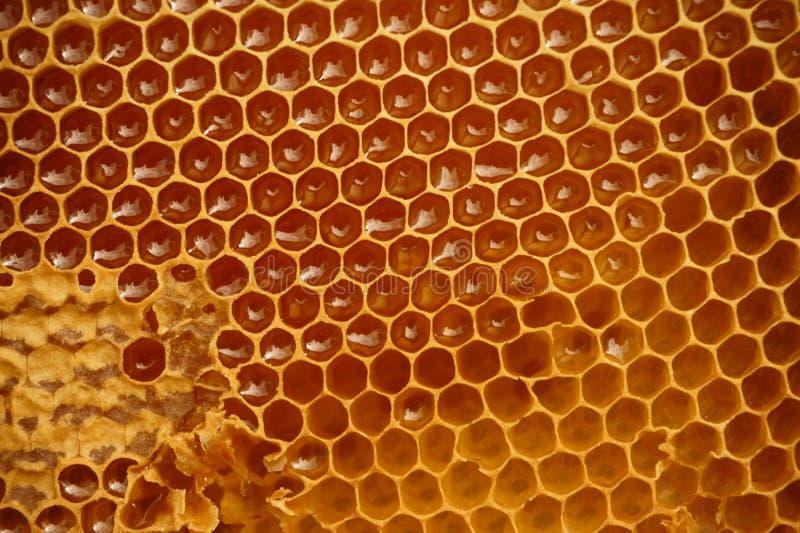 Textura Do Favo De Mel Com Mel Foto de Stock - Imagem de beeswax ...