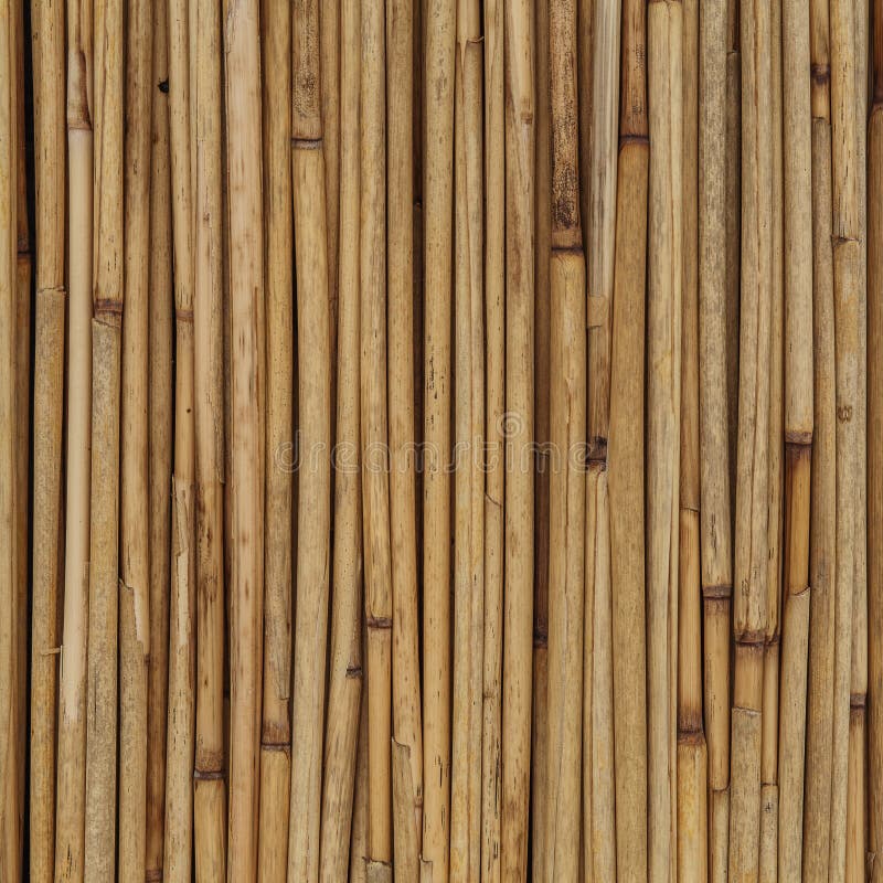 Textura Dos Juncos Ou Do Bambu Para O Fundo Imagem de Stock - Imagem de ...