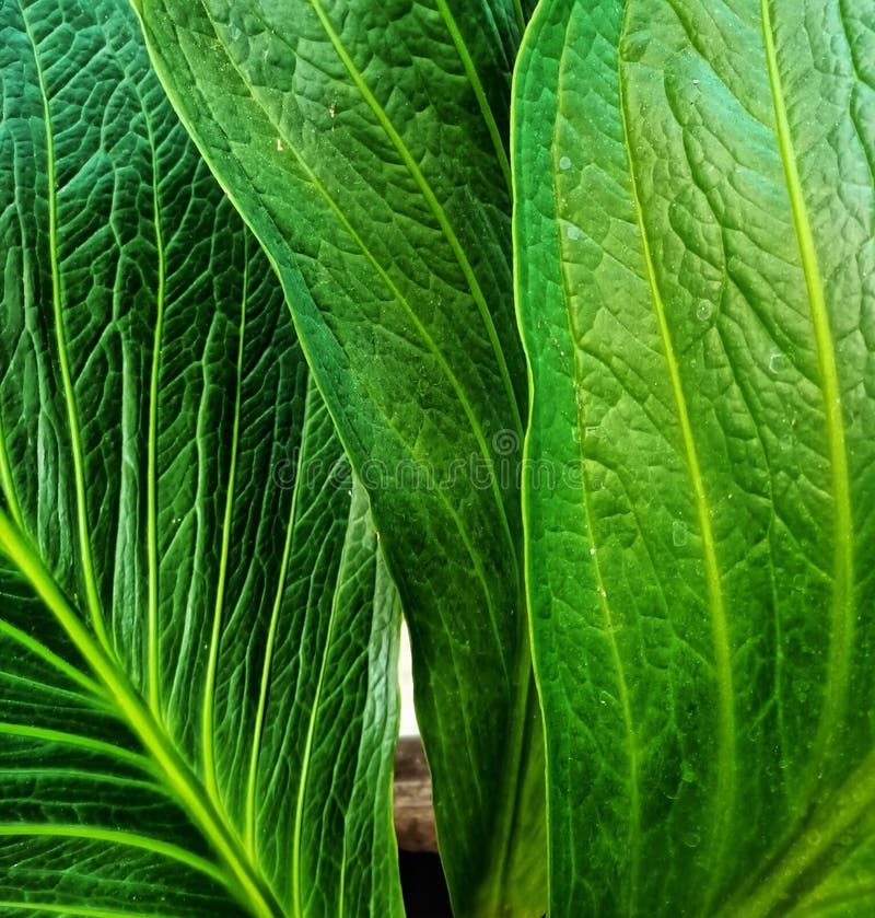 Textura Foliar De Anthurium Jemani Cobra Imagem de Stock - Imagem de ...