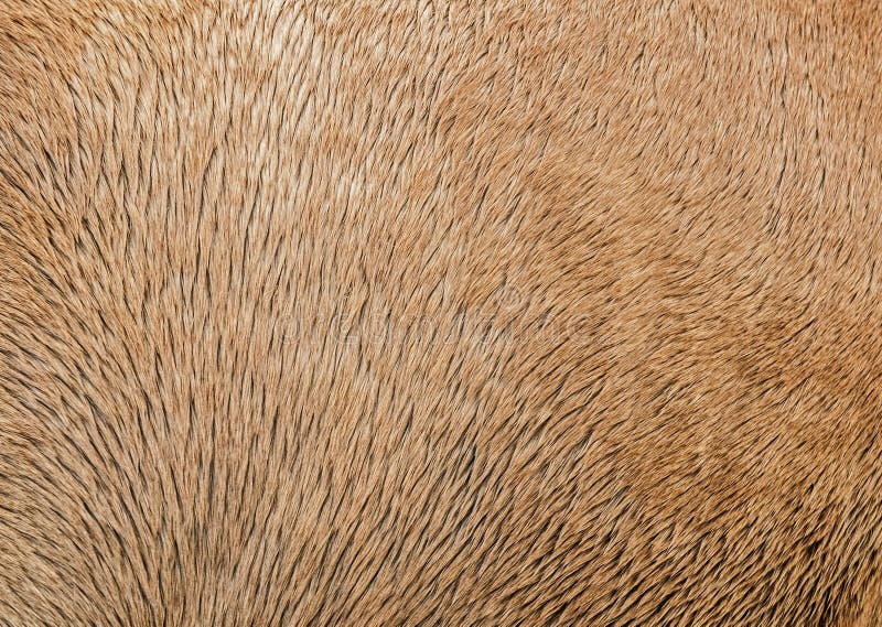 Textura Del Pelo Del Caballo Imagen de archivo - Imagen de fondo, macro ...