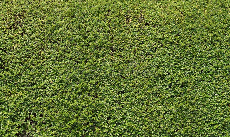 Fondo Del Seto O Papel Pintado O Textura Imagen de archivo - Imagen de ...