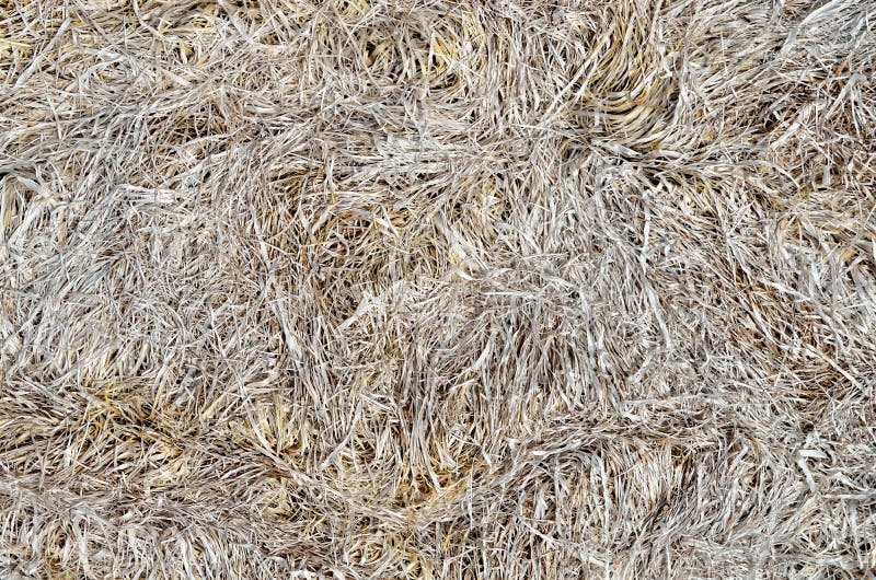 Textura Gris De Pasto Seco, Secado, El AÃ±o Pasado Foto de archivo ...