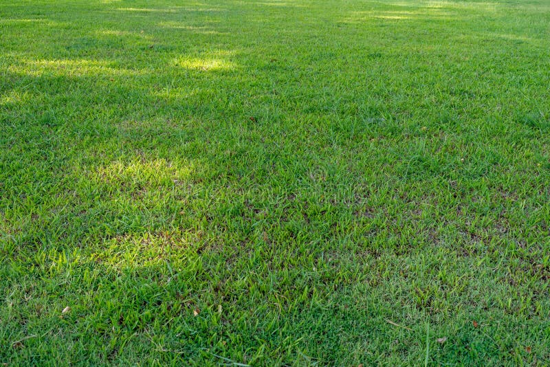 Textura Natural De Fundo Da Grama Verde. Imagem de Stock - Imagem de ...