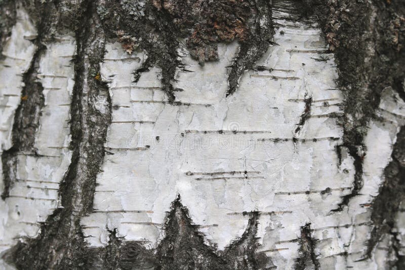 Textura natural del abedul foto de archivo. Imagen de negro - 111954026