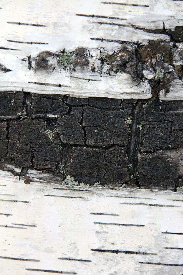 Textura natural do eco imagem de stock. Imagem de naughty - 43810377