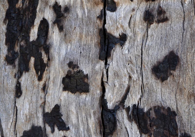 Textura Quemada De La Corteza Imagen de archivo - Imagen de fondo ...