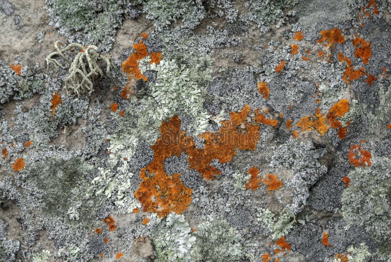 Textura rocosa imagen de archivo. Imagen de rocas, rocoso - 58590251