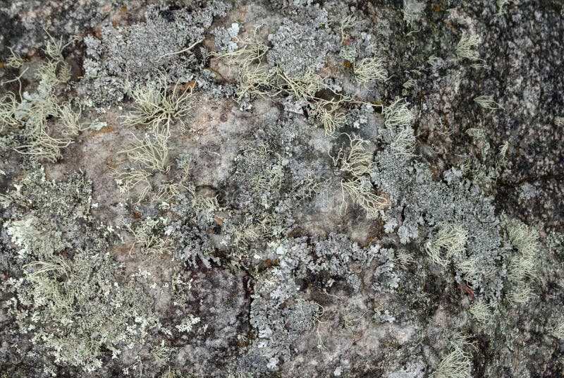 Textura rocosa foto de archivo. Imagen de musgo, fondo - 58590644