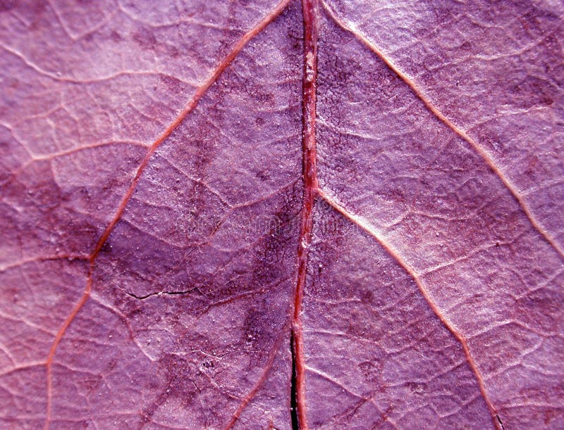 Textura roxa da folha foto de stock. Imagem de fundos, colorido - 45574