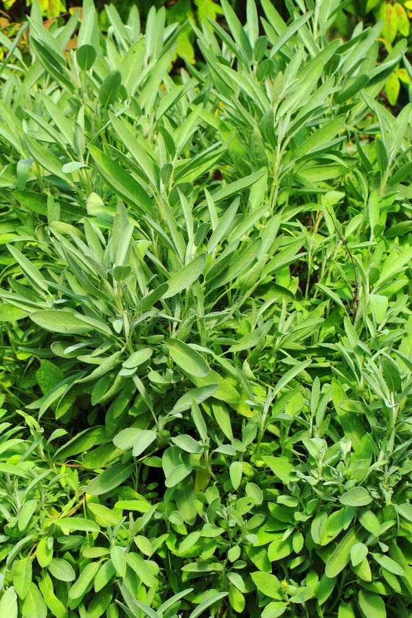 Textura Sabia Verde De La Planta Foto de archivo - Imagen de alimento ...