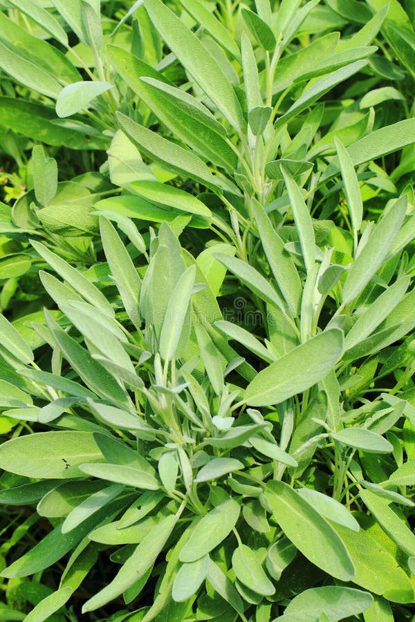 Textura Sabia Verde De La Planta Imagen de archivo - Imagen de blanco ...