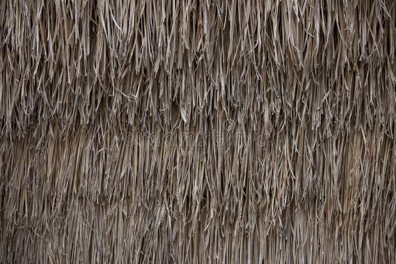 Textura De Hoja De Palma Seca Foto de archivo - Imagen de contexto ...