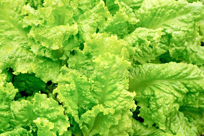 Textura verde alface foto de stock. Imagem de salada - 280482374