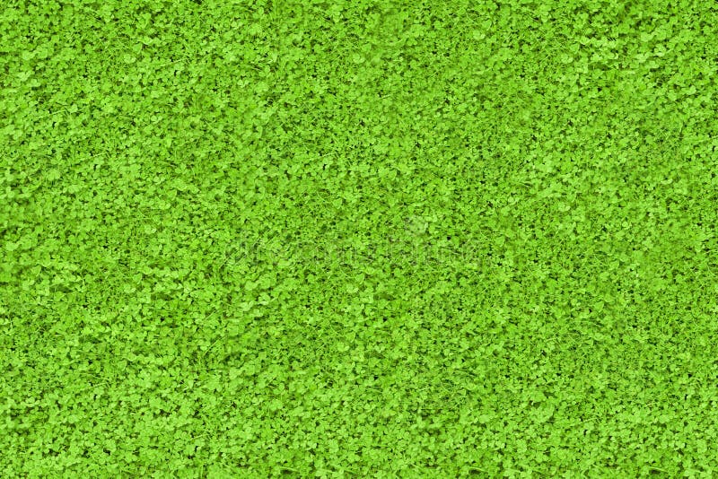 Textura Verde De La Naturaleza Foto de archivo - Imagen de travieso ...