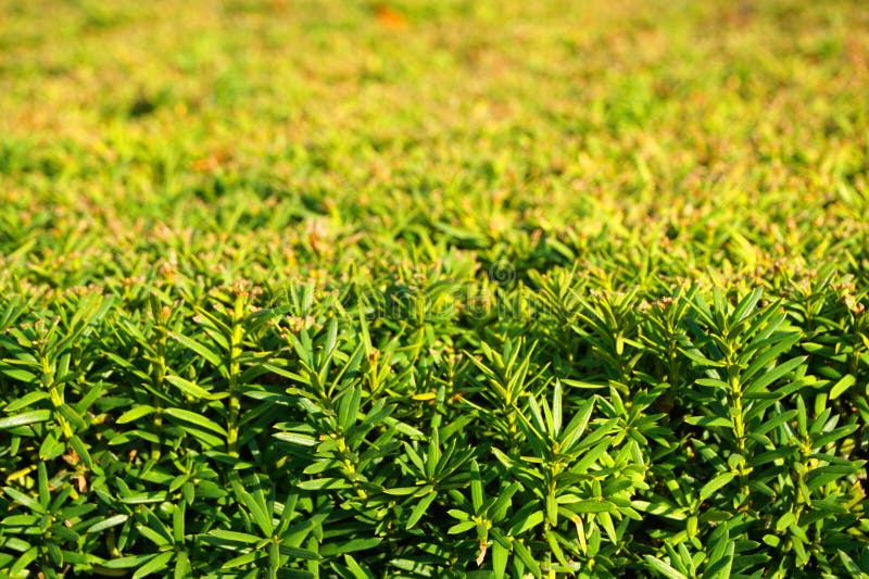 Textura verde del seto imagen de archivo. Imagen de cerque - 123807419