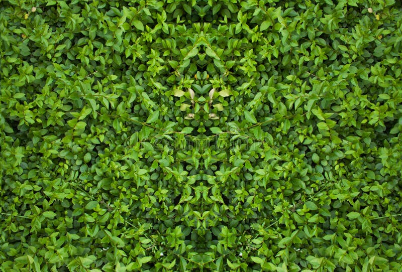 Textura verde del seto imagen de archivo. Imagen de verde - 43020337