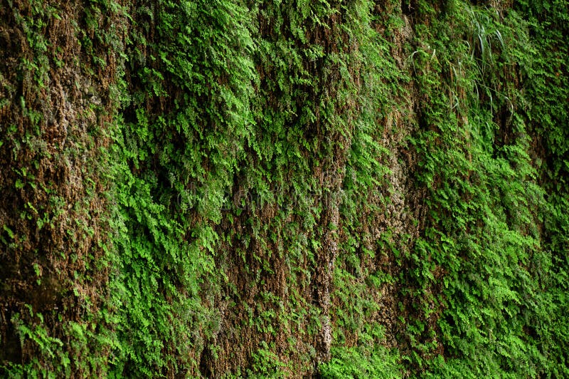 Textura verde. foto de stock. Imagem de verde, textura - 250471738