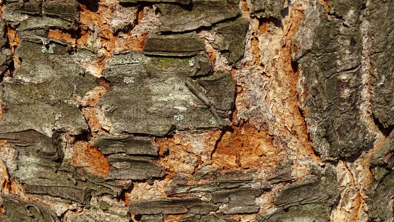 Textural Bark of a Tree Trunk in Bright Autumn Color. Stock Photo ...