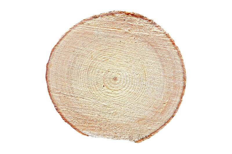 Textural Cross Section on Spruce Log Stock Photo - Image of lumber ...