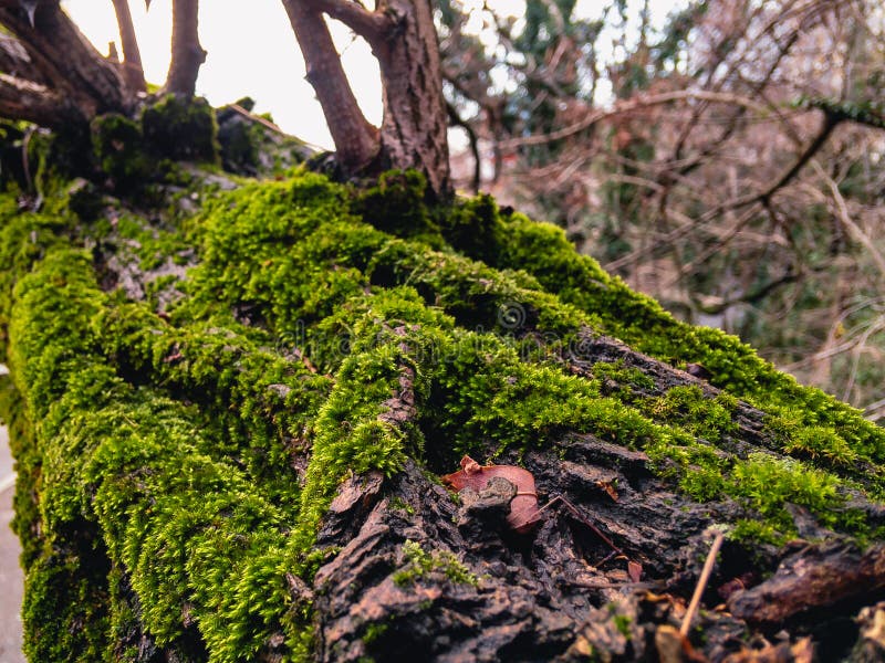 Textural Green Moss Grows on an Old Tree Trunk. Stock Image - Image of ... Textural Green Moss Grows on an Old Tree Trunk. Stock Image - Image of ...