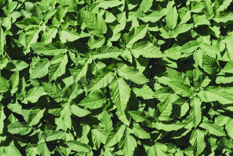 Textural Image of a Clearing with Young Plants Stock Image - Image of ... Textural Image of a Clearing with Young Plants Stock Image - Image of ...