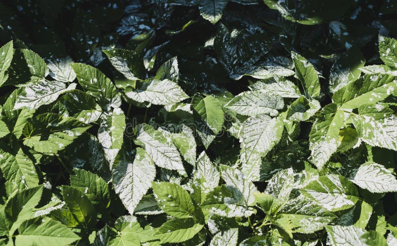 Textural Image of a Clearing with Young Plants Stock Image - Image of ... Textural Image of a Clearing with Young Plants Stock Image - Image of ...