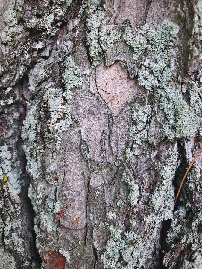 Textural Image of Tree Bark Stock Image - Image of close, smooth: 121431425