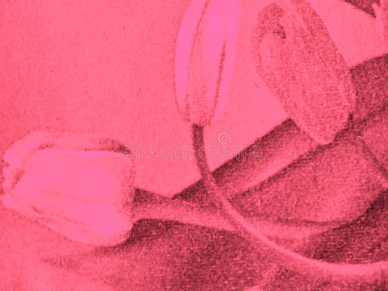 TEXTURAS DE FONDO DE COLOR ROSA Imagen de archivo - Imagen de rosa ...