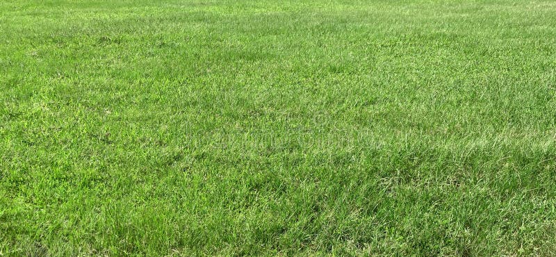 Texturas de hierba verde imagen de archivo. Imagen de texturizado ...