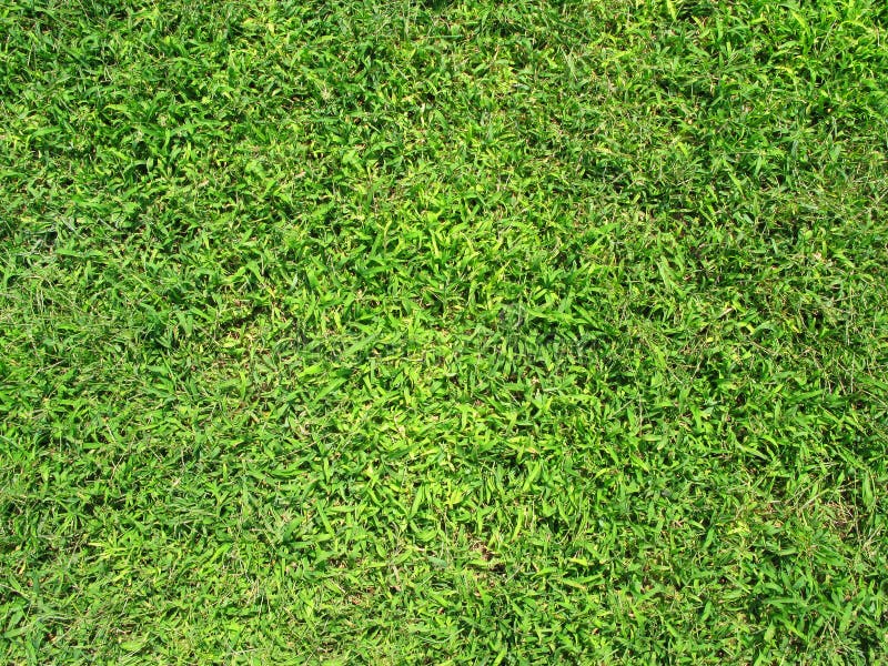 Texture d'herbe image stock. Image du texturisé, milieux - 14139681