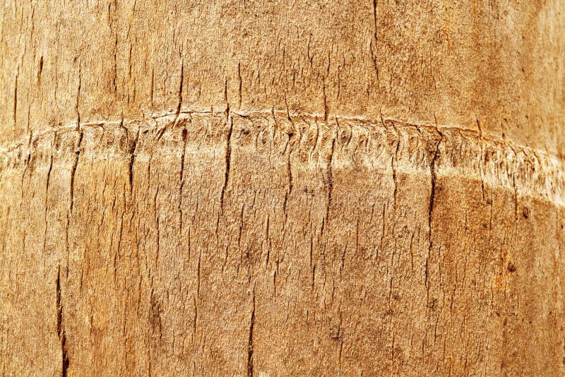 Coconut texture stock image. Image of outdoor, wire, texture - 25194671