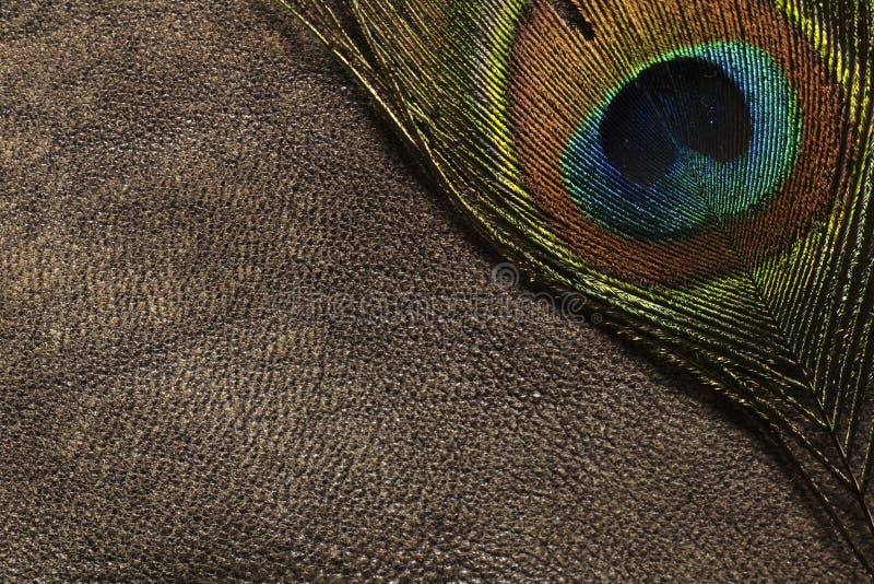 Peacock Feather Skin Texture Photos - Free & Royalty-Free Stock Photos ...