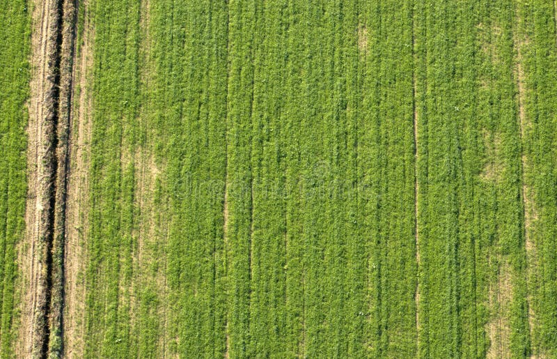 Green texture stock photo. Image of rural, plants, agriculture - 113948