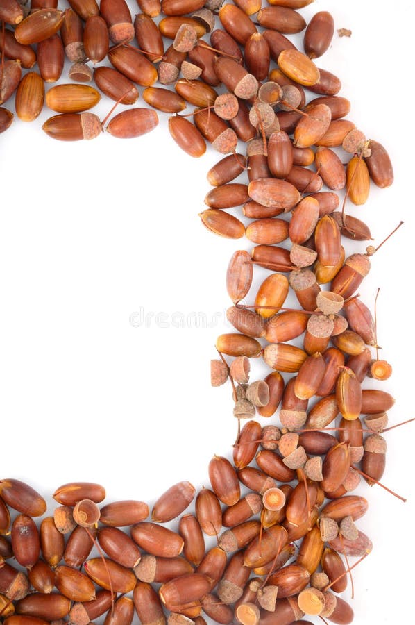 Texture of acorns stock photo. Image of color, orange - 36675696