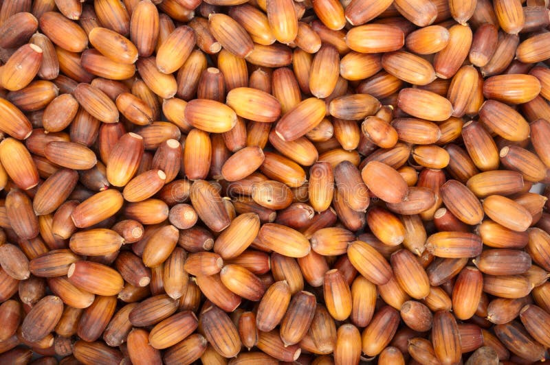 Texture of acorns stock photo. Image of orange, path - 36675538