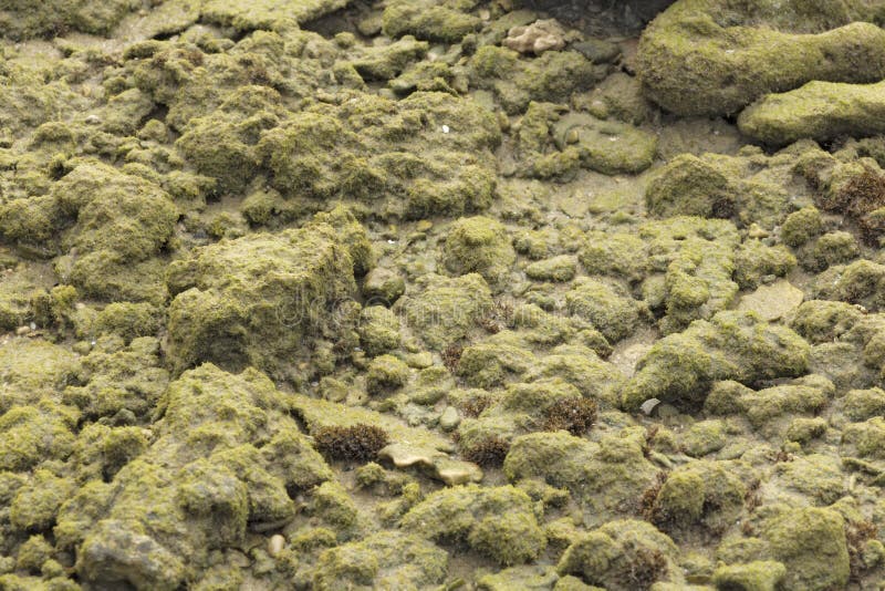 Texture of Algae on Beach Sand Stock Photo - Image of abstraction ...