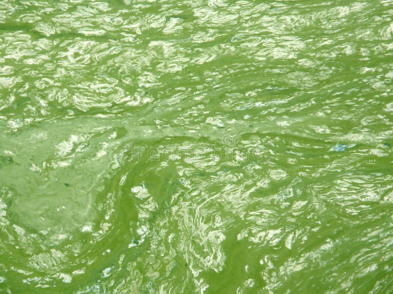 Texture of algae stock photo. Image of texture, dirty - 76280828
