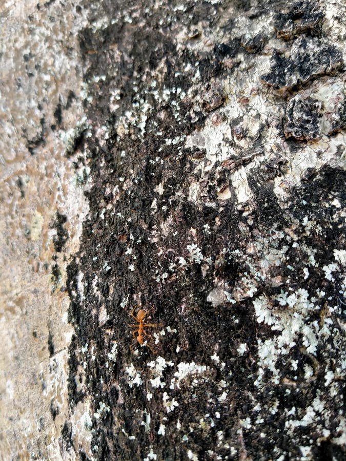 Texture of Amazing Tree in Forest Stock Photo - Image of soil, tree ...