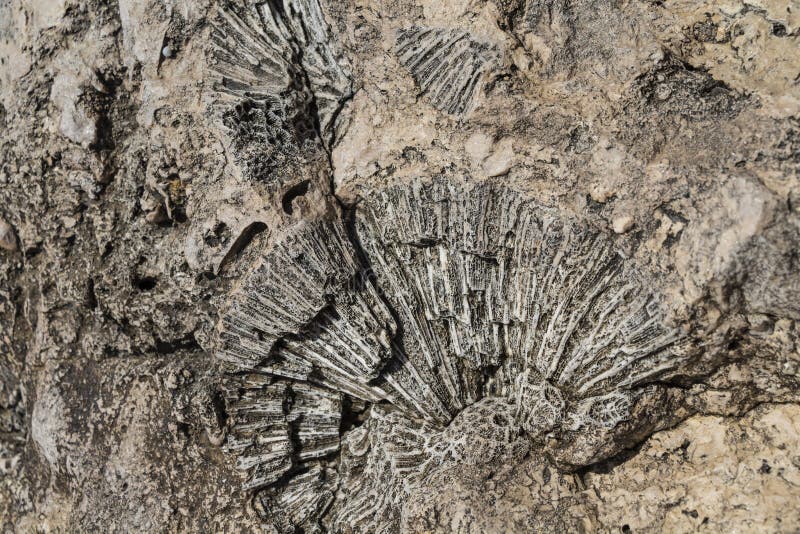 Texture of Ancient Coral Reef in Egypt Stock Photo - Image of rock ...