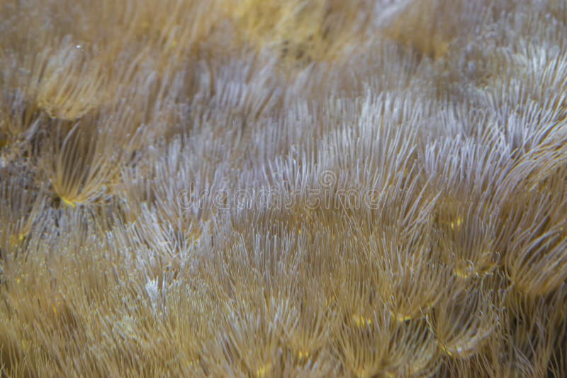 1,525 Sea Anemone Texture Stock Photos - Free & Royalty-Free Stock ...