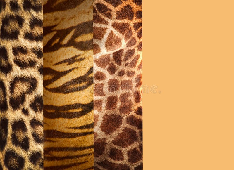 Texture of animal skins stock photo. Image of collection - 53004848