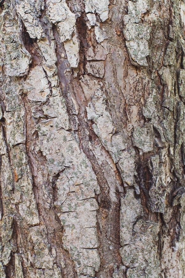 Texture of the Apple Tree Bark Background Macro Stock Image - Image of ...