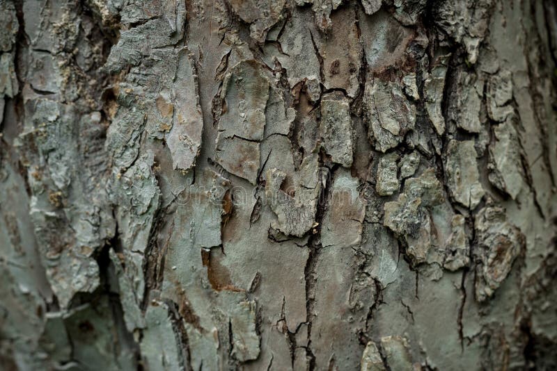 Texture of the Apple Tree Bark Background Macro Stock Image - Image of ...