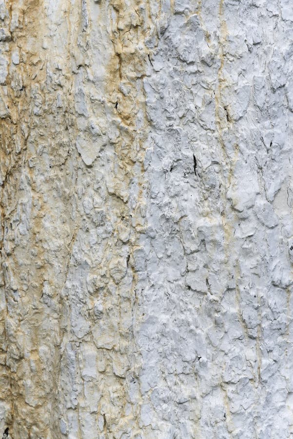 Texture of Apple Tree Bark, Whitewashed by Lime, Close Stock Photo ...