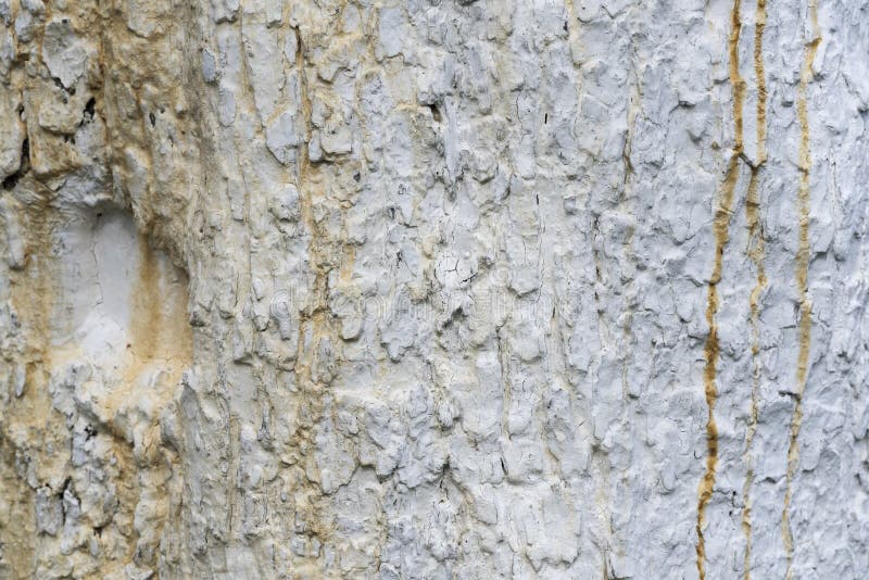 Texture of Apple Tree Bark, Whitewashed by Lime, Close Stock Image ...