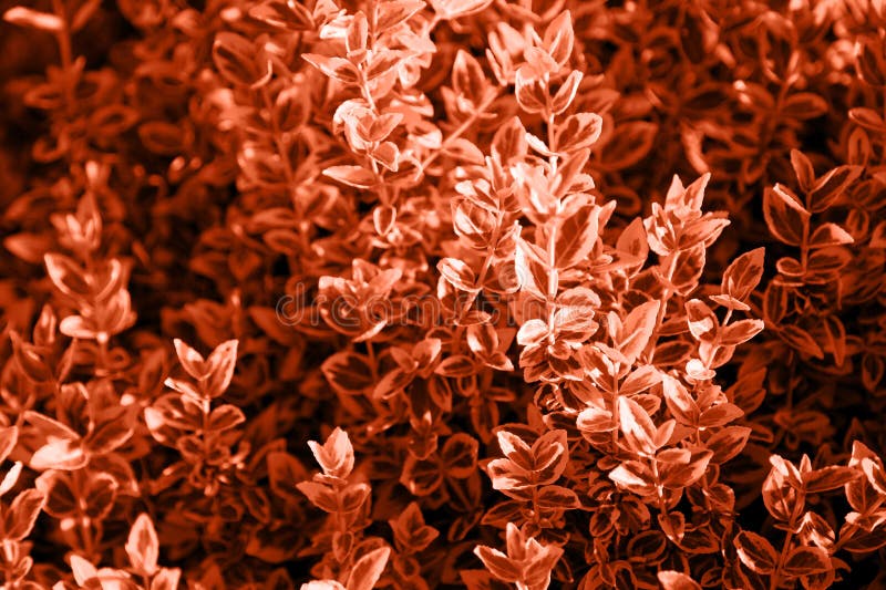 Apricot Leaves Color Background. Spring Nature Concept Stock Image ...