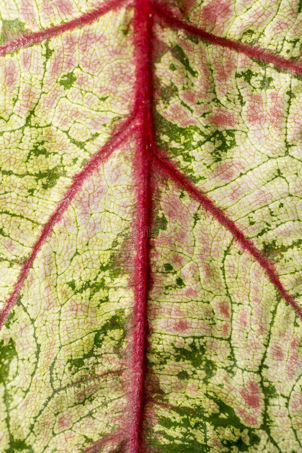 Texture of Araceae Leaf stock image. Image of tropical - 65508447