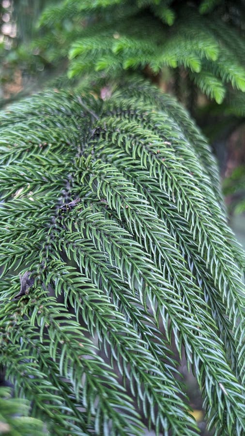 Background Leif Stock Photos - Free & Royalty-Free Stock Photos from ...