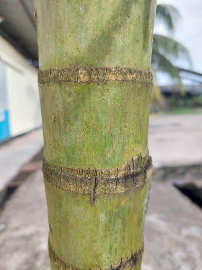 Texture of Areca Tree Trunk Stock Image - Image of grass, flower: 267228385