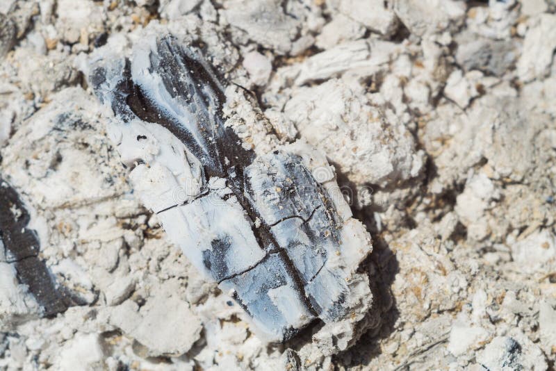 Texture of the Ash Background Stock Photo - Image of closeup ...